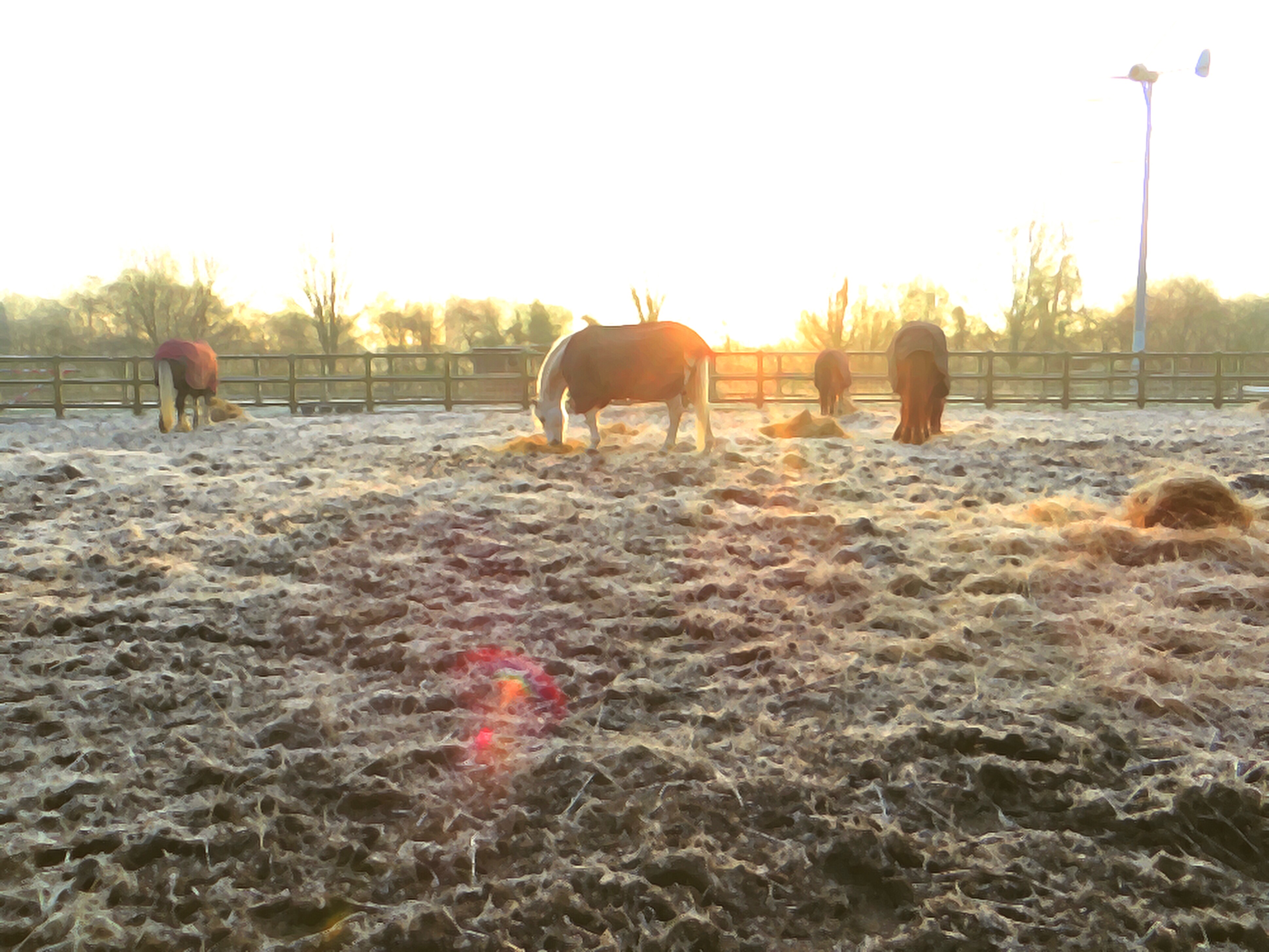 Deen City Farm Riding School